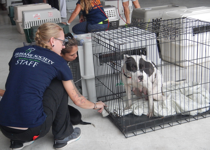 Humane Society takes in animals from Puerto Rico, deploys staff member ...