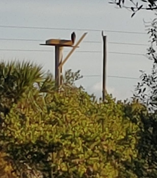 New osprey platforms installed on ELC’s campus – Indian River Guardian